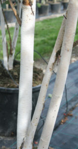 Birketræer - Freys Planteskole